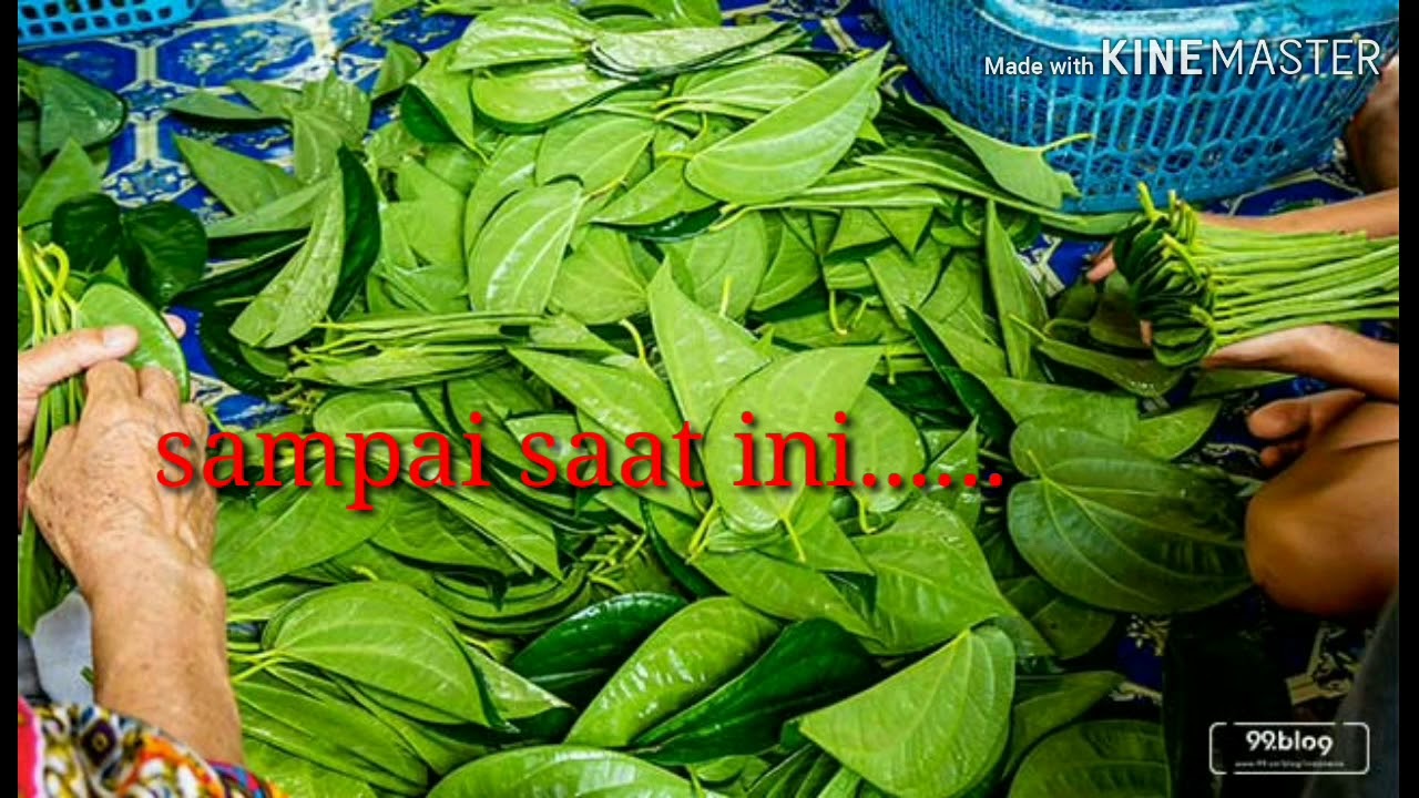 Flora & Fauna Provinsi Riau - YouTube