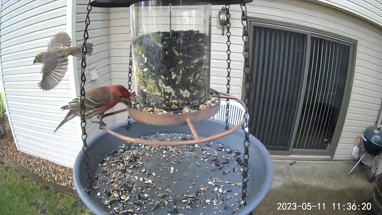 2023/05/11 - A House Finch couple flies in for a lunch time meal on a ...