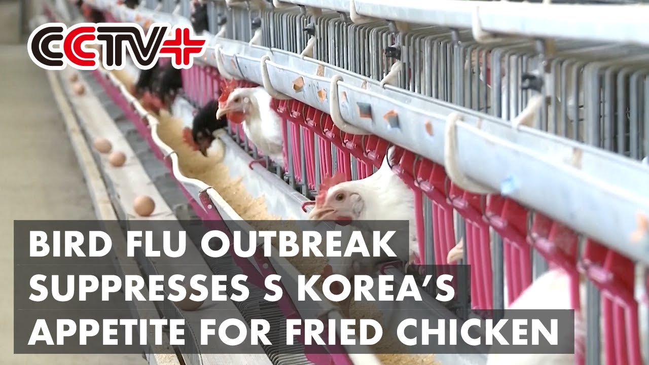 Bird Flu Outbreak Suppresses South Korean Appetite For Fried Chicken ...