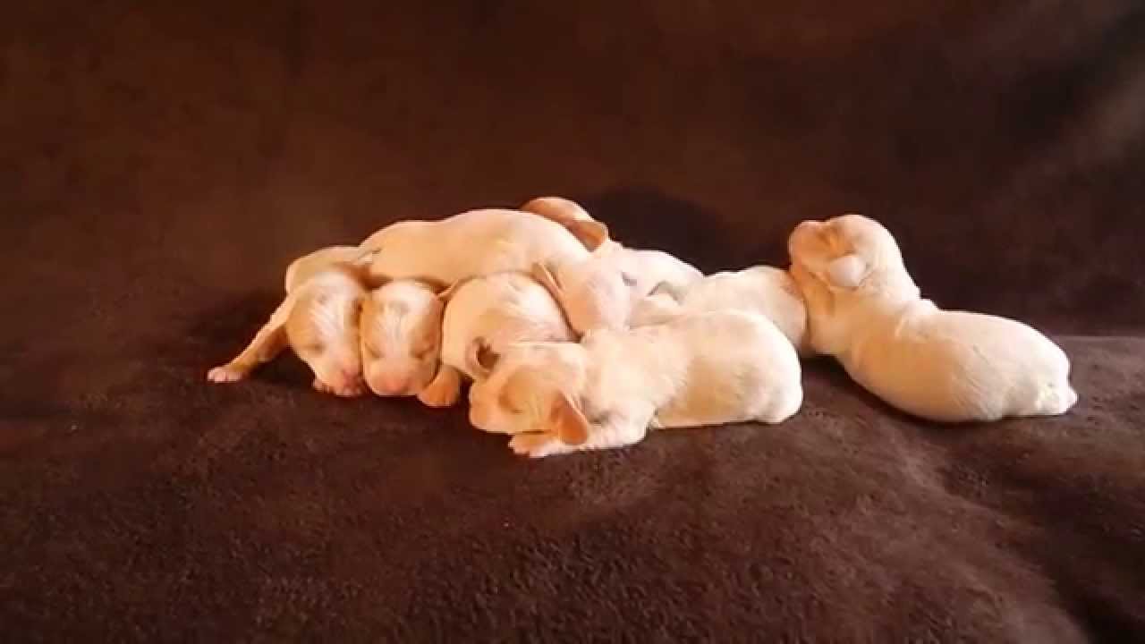 Lemon Spotted Beagle Puppies 2/11/15 - YouTube