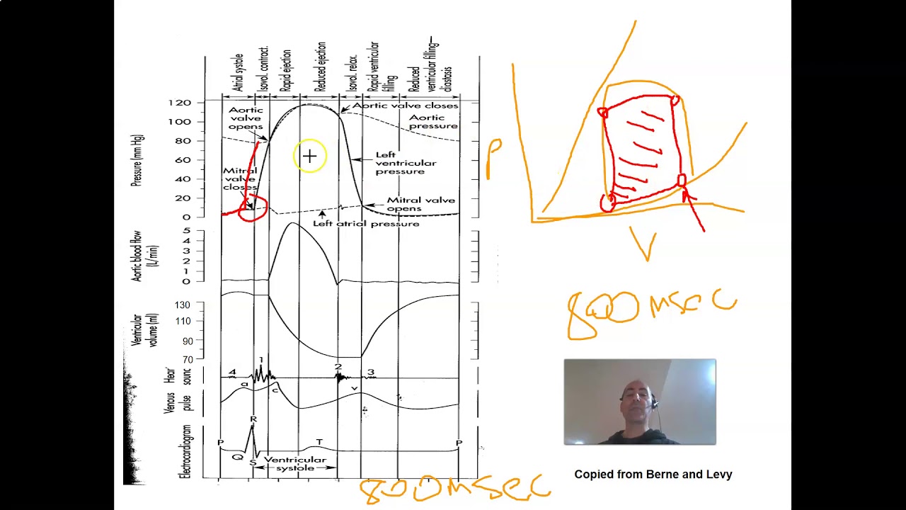 Wiggers Diagram Youtube Drag The Labels Onto The Wiggers Diagram To ...