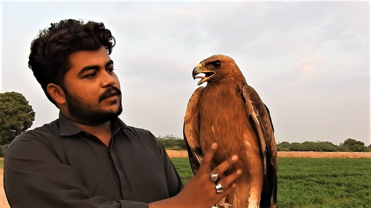 Bonelli's Eagle (عقاب) Description, Facts, Price in Pakistan - YouTube