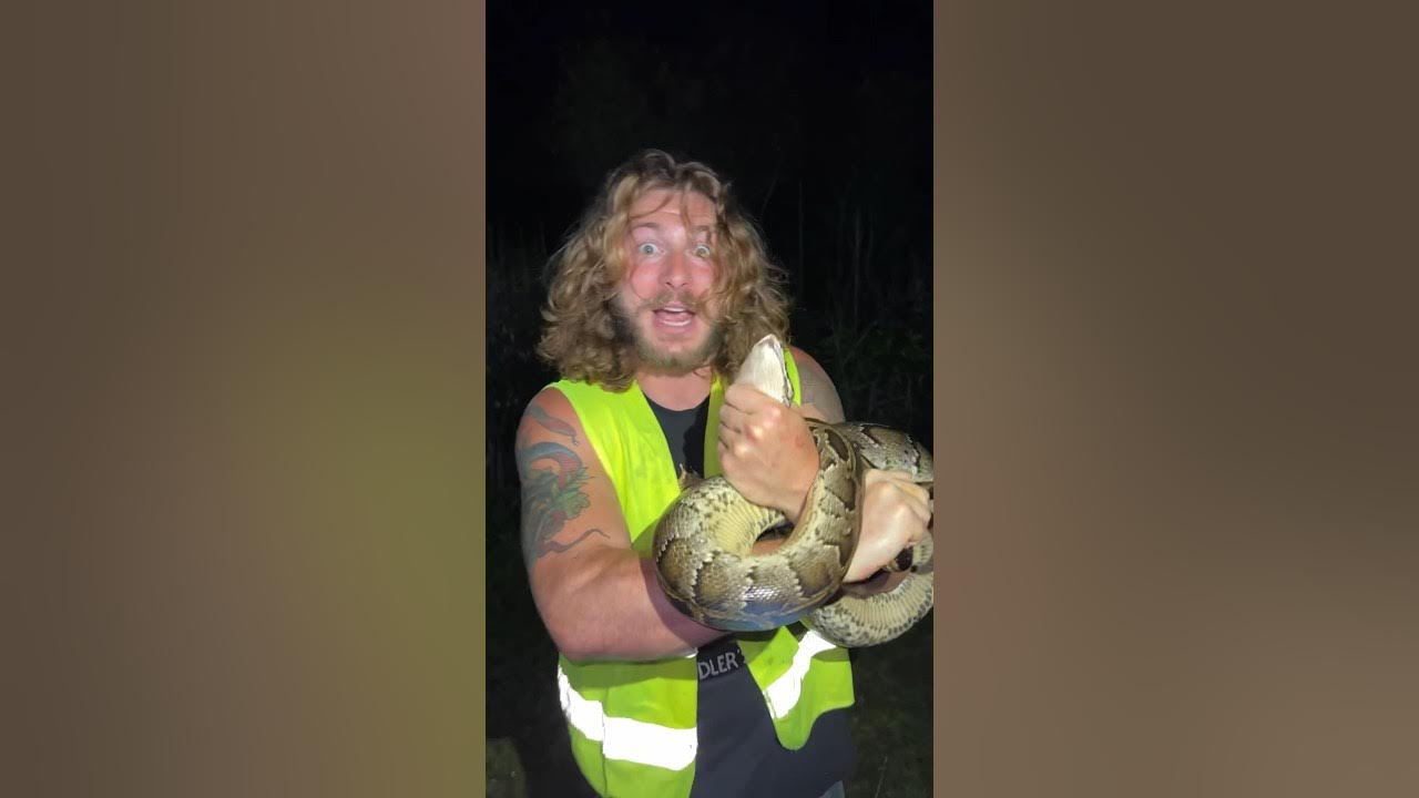 Catching Invasive Pythons! #shorts #short #animal #wildlife #snake # ...