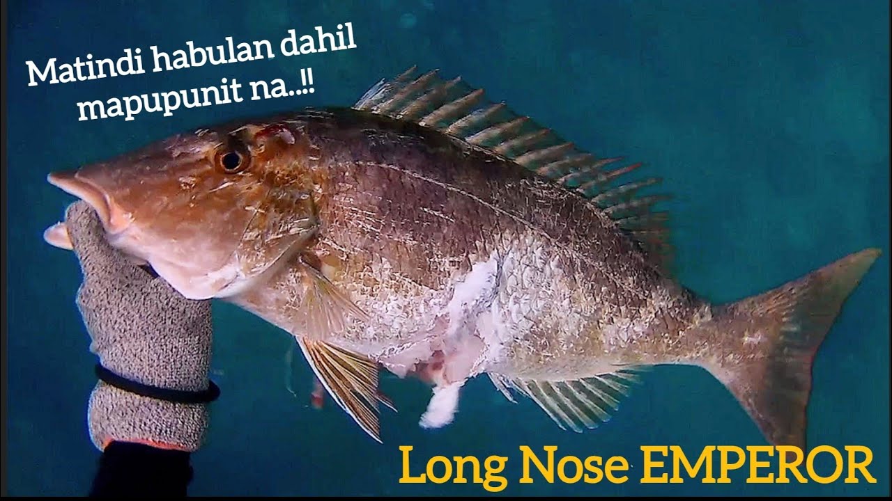 Shallow dive LONG NOSE EMPEROR.. @lonehunterspearfishing3669 - YouTube