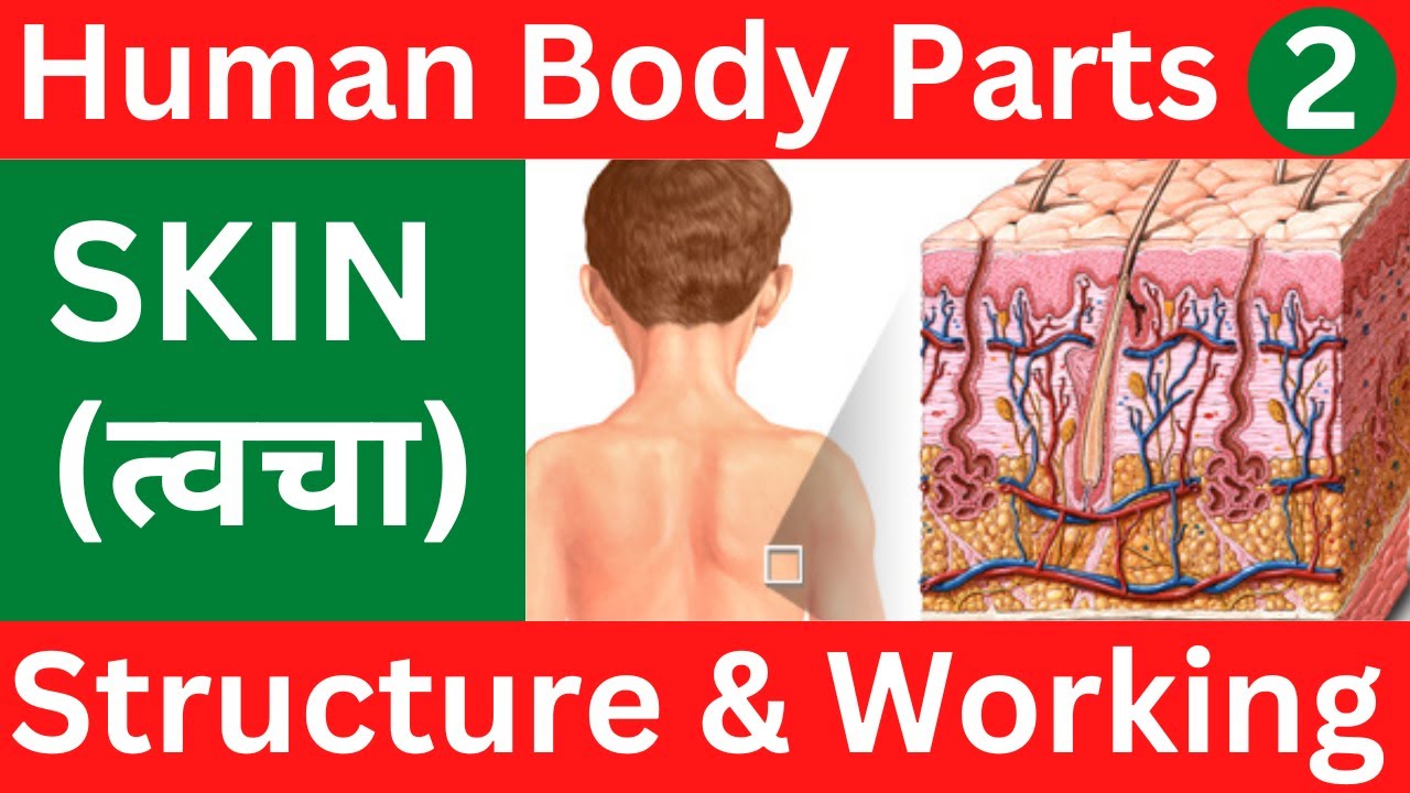 Human Body Skin | The Human Body Parts Name, Structure and Their ...