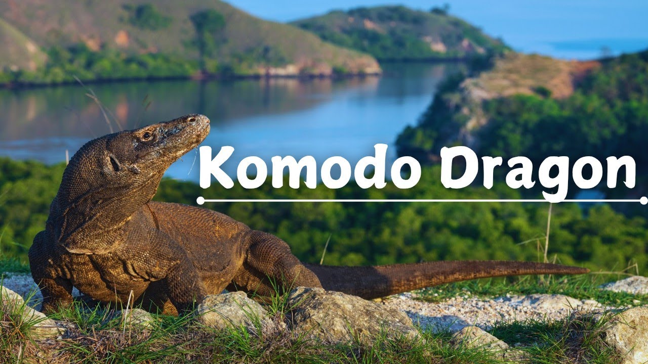 Komodo Dragons The Real Life Dragons - YouTube