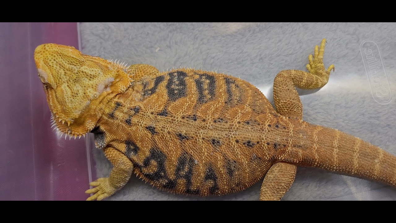 Sewerfest exotic Reptile Show 2021 walk through - YouTube
