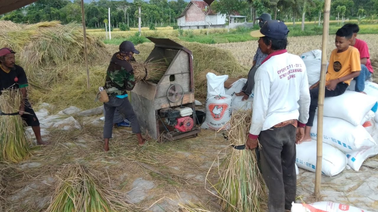 Panen padi di lombok menggunakan mesin canggih. - YouTube