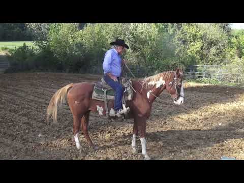 Trying a horse out to buy - YouTube