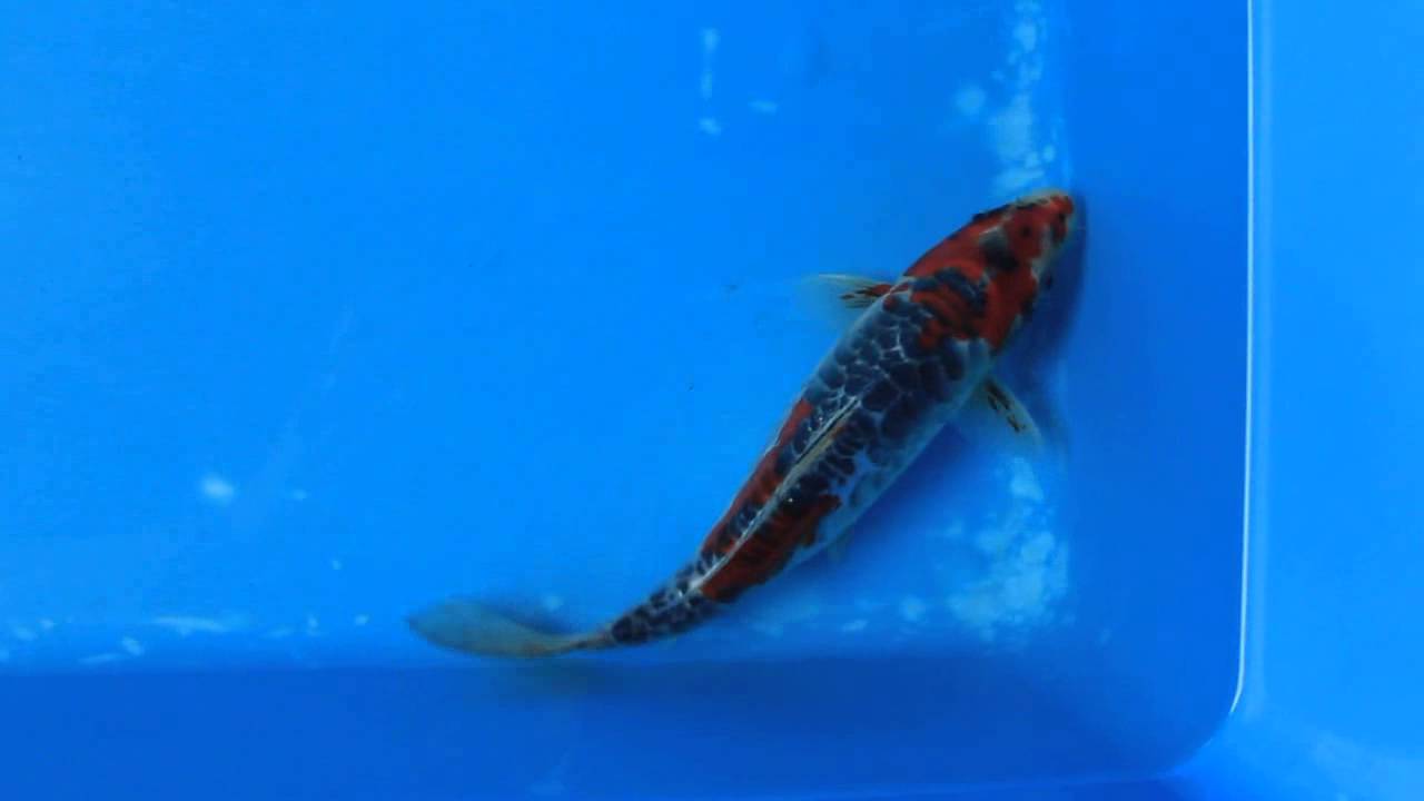 9" Doitsu Goshiki Koi Carp fish for sale @ love aquatics - YouTube
