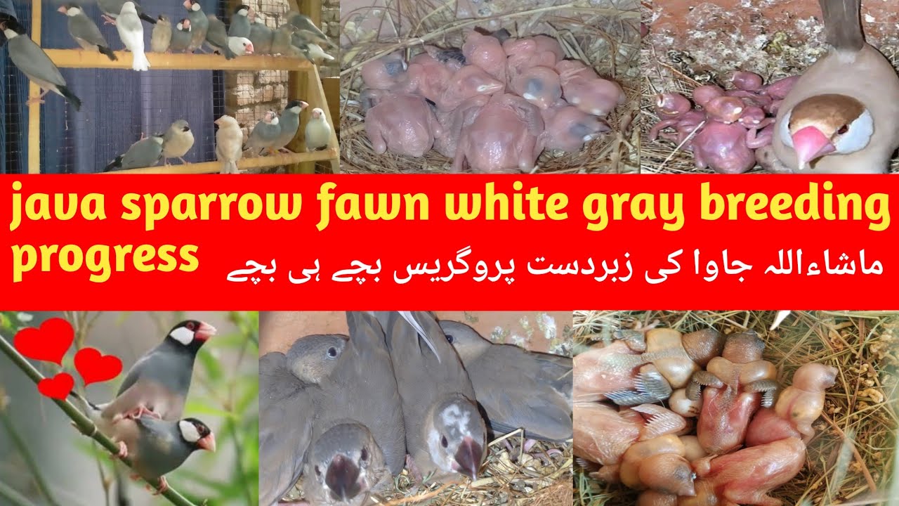#java sparrow #fawn# white #gray #breeding progress #Sohail Ahmed TV #nexus birds - YouTube