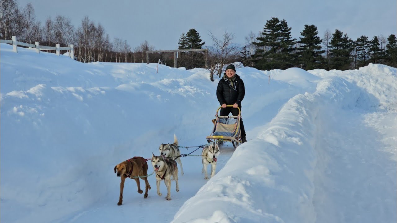 กิจกรรมสุนัขลากเลื่อนหิมะ ที่ Furano Trekking Support Yuma - YouTube