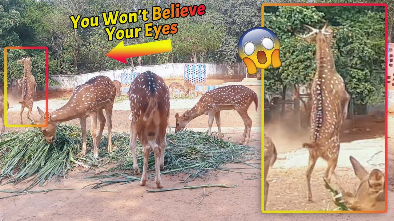 Witness The Rare Two Leg Stand of A Deer - YouTube