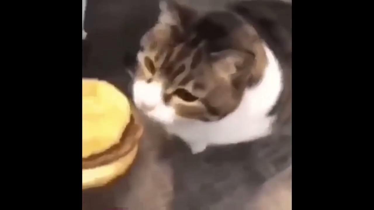 Here Kitty You Can Has Cheese Burger Youtube