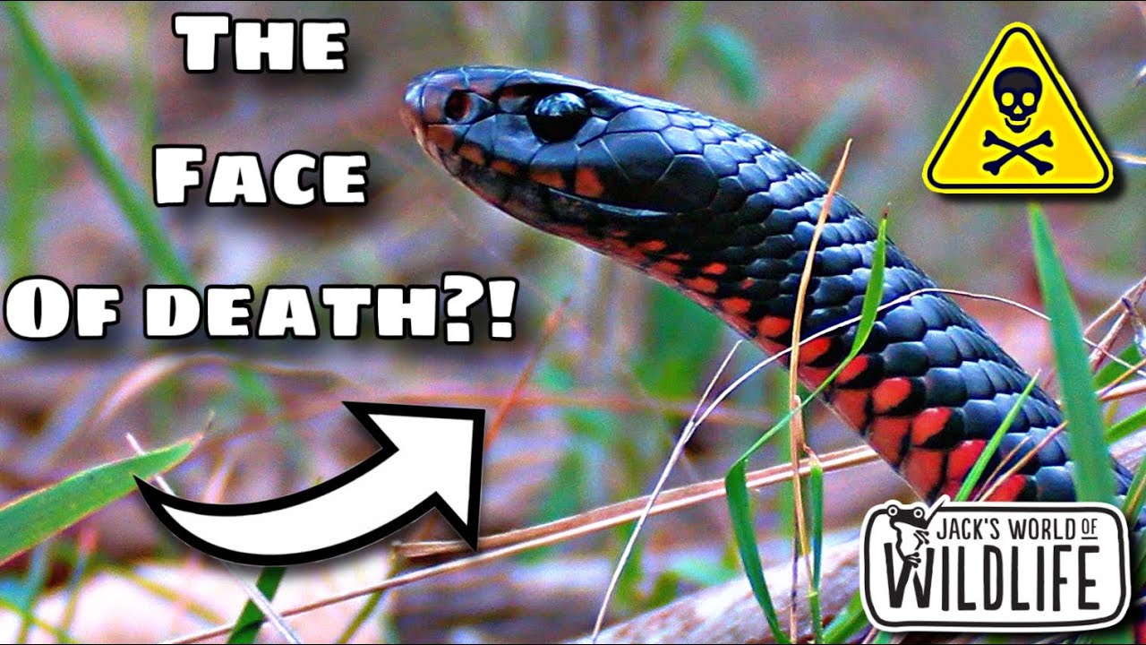 How DEADLY Is The BITE Of The RED BELLY BLACK SNAKE? - YouTube