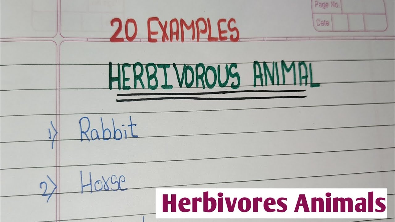20 Herbivorous Animals/Examples of Herbivores /10 Names of Herbivores ...