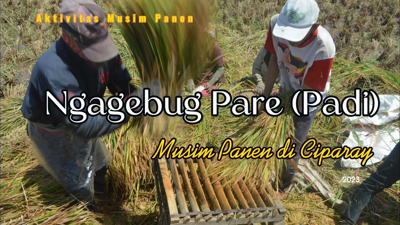 Ngagebug Pare (padi) hasil Panen - YouTube