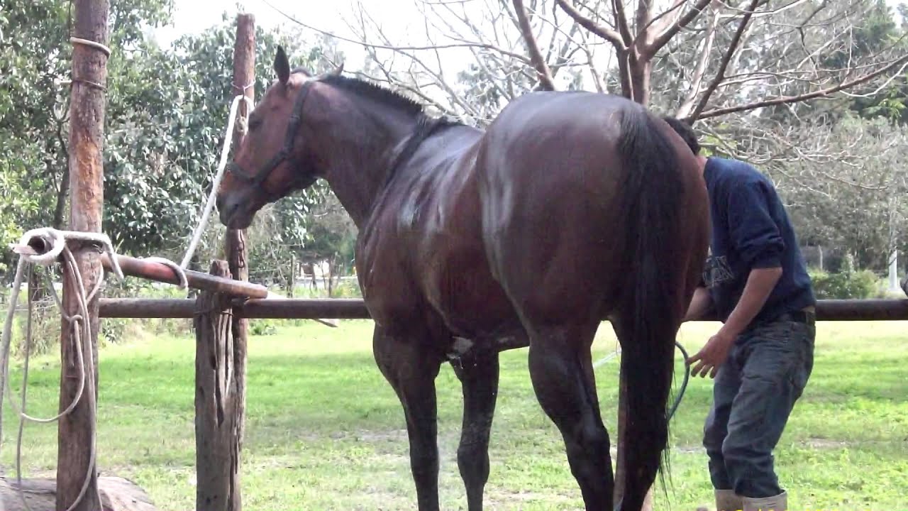 Relampagoo HOMENAJE A UN GRAN CABALLO DE CARRERA....Q.D.E.P. - YouTube