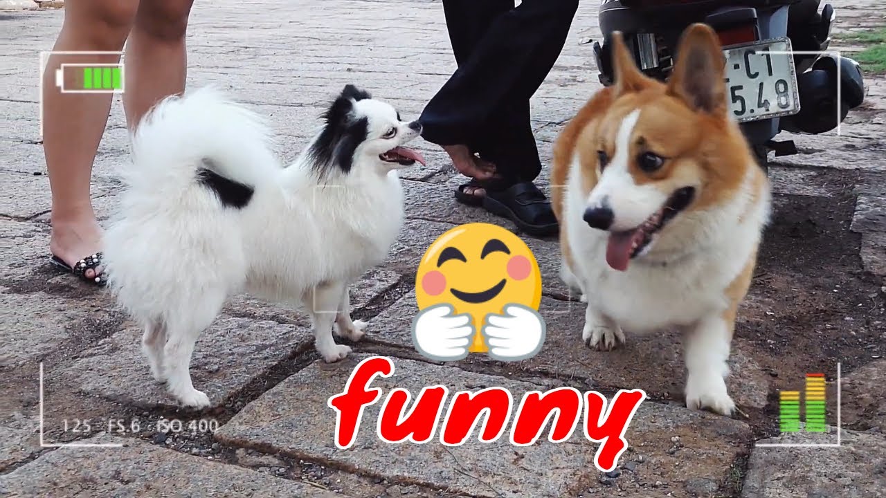 Handsome Corgi Playing With His Friends 4 - Cute Pet Dog Moment | Viral ...