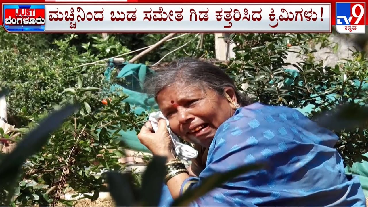 Miscreants Destroys 200 Pomegranate Crops In Devanahalli, Farmer ...
