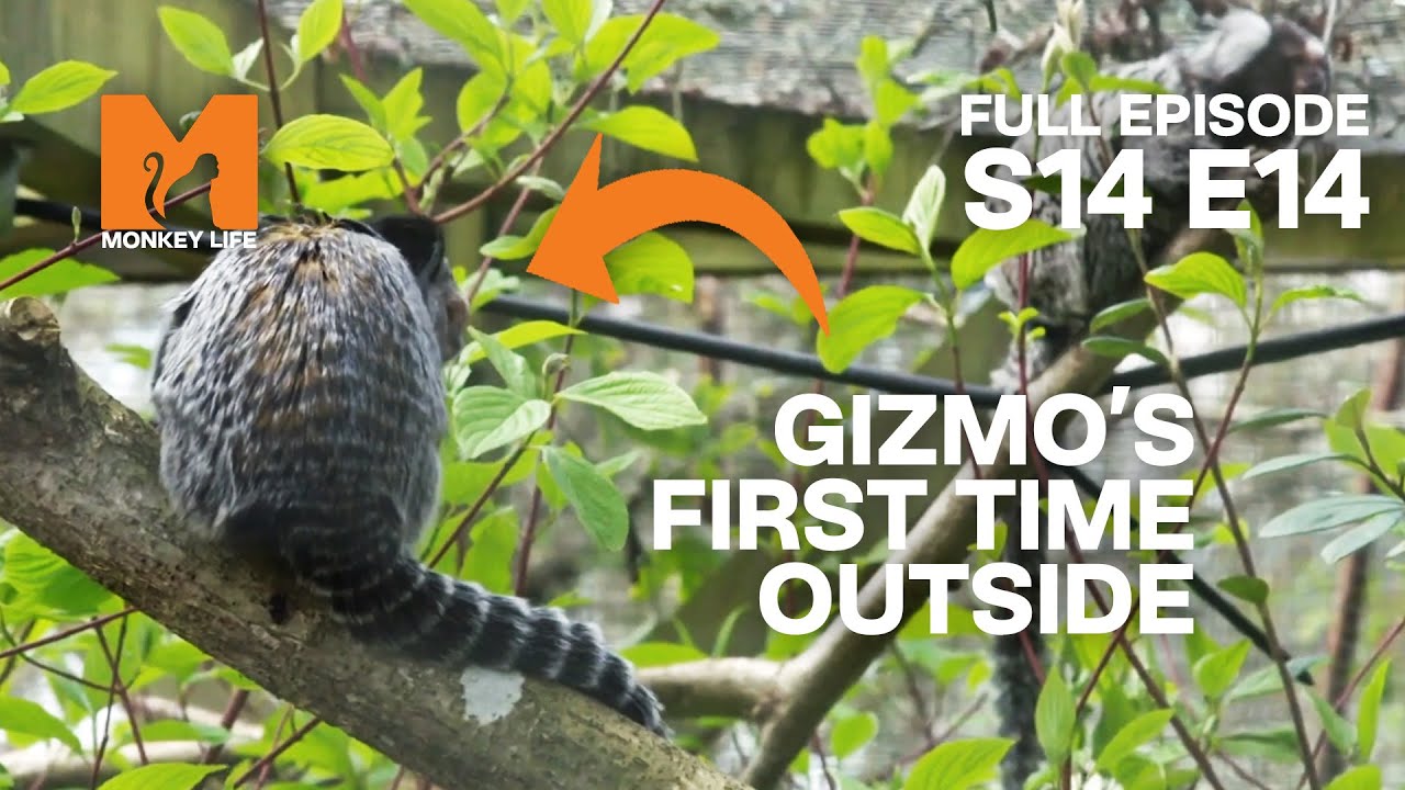Gizmo Goes Outside For The First Time! | Season 14 Episode 14 | Full ...