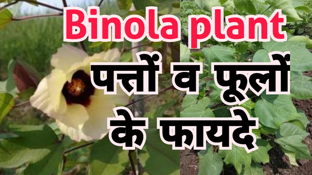 Benefits of Binola plant leafs and flowers | बिनौला की पत्तियों के ...