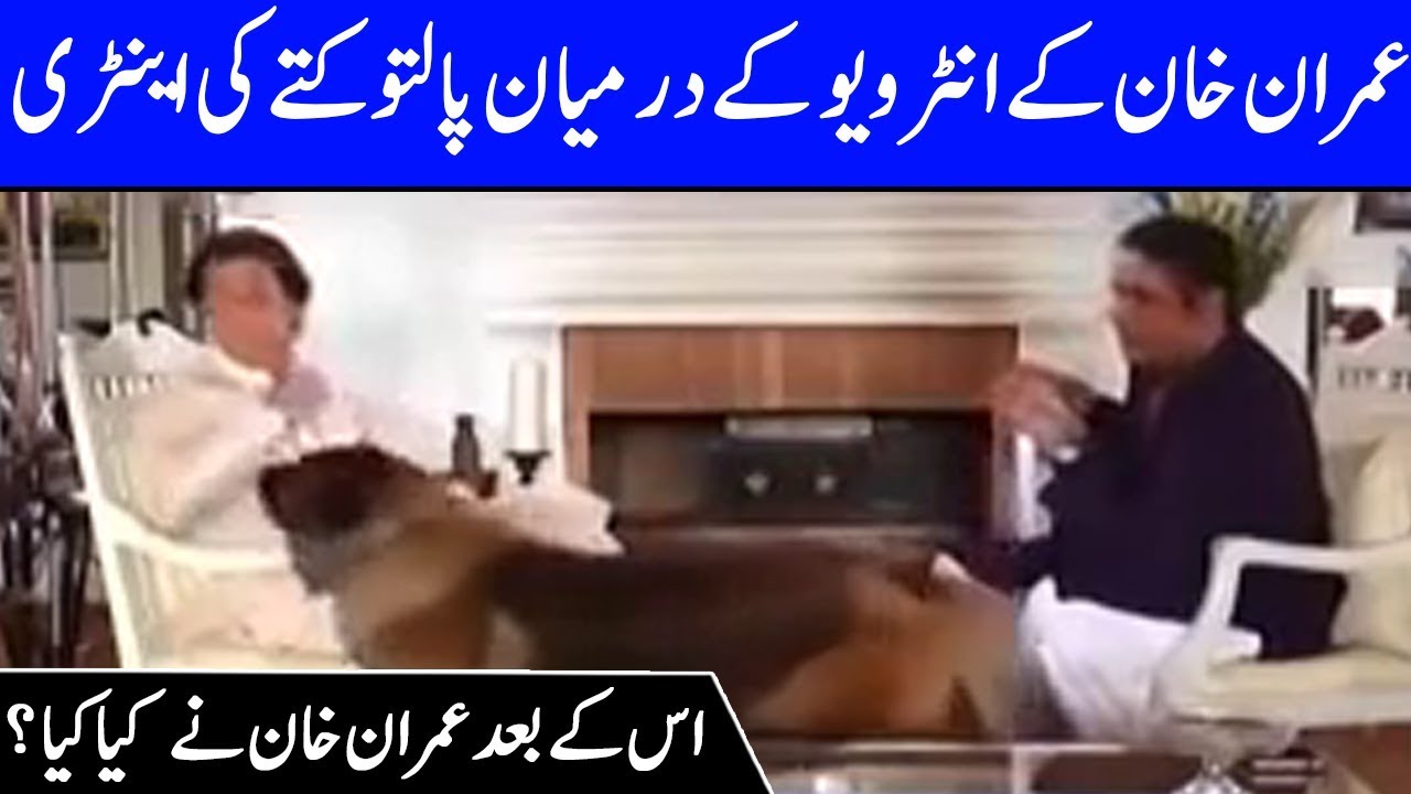 Imran Khan's Dog Enters During His Live Interview | See IK's Reaction ...