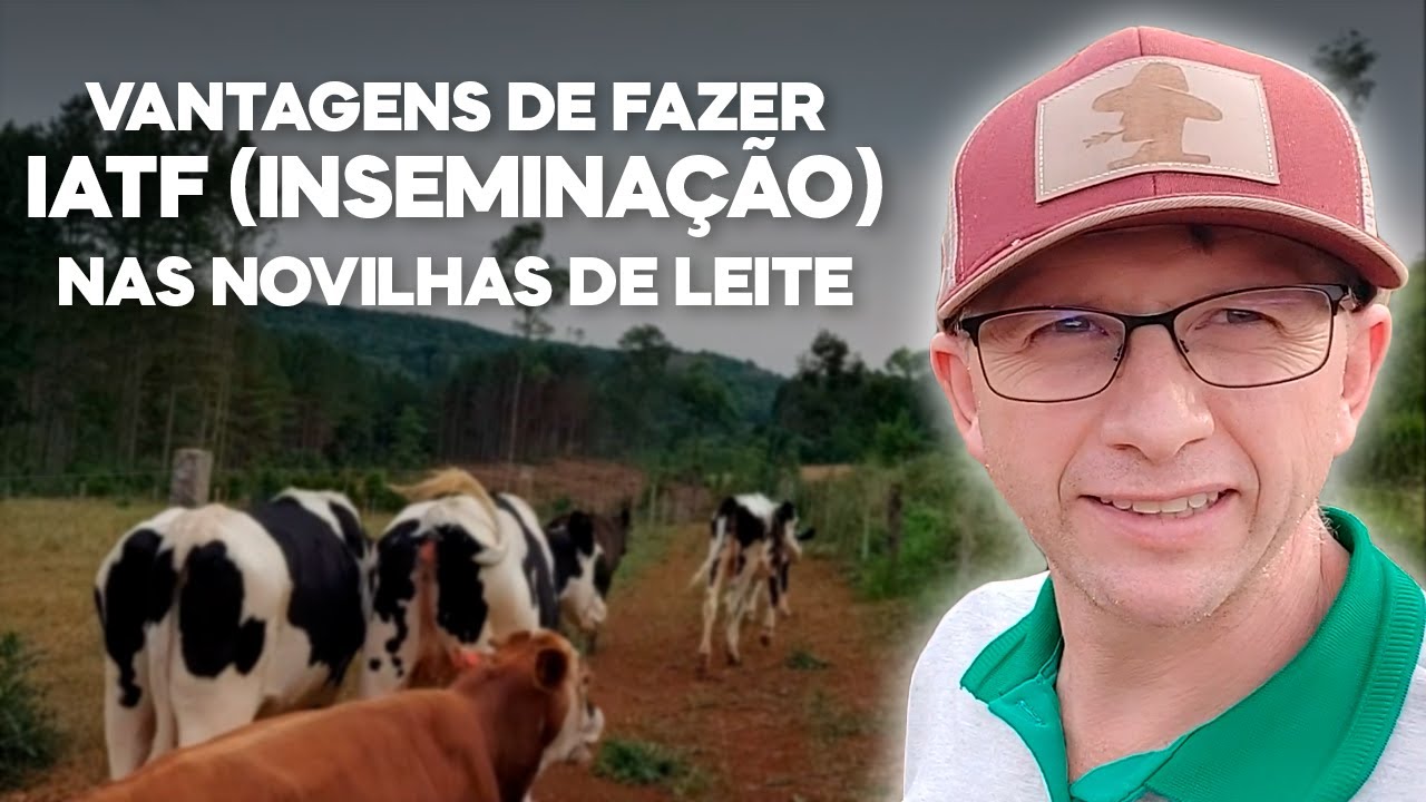 Iniciando o Protocolo para IATF (Inseminação) nas Novilhas Holandesas ...