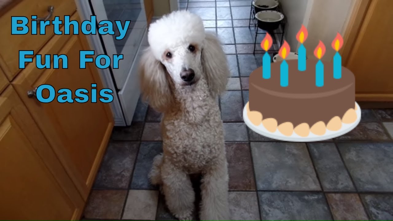 Standard Poodle Celebrates his 5th Birthday - YouTube