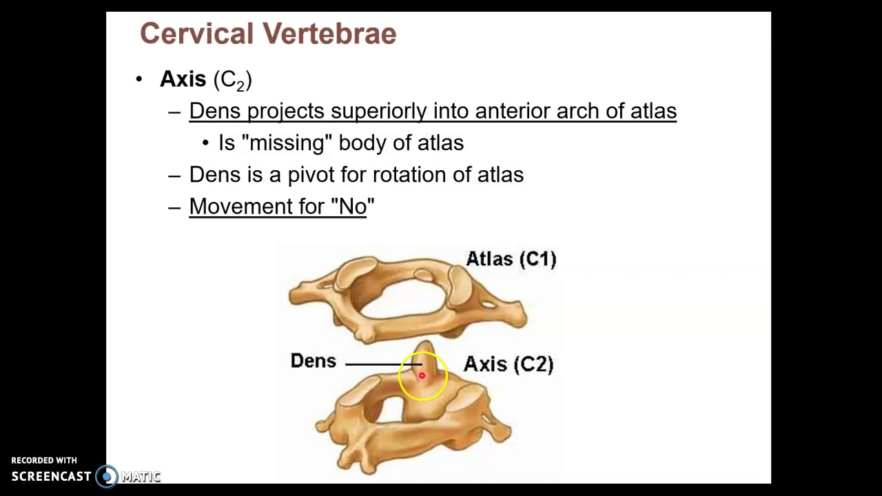 Chapter 7F - Axial Skeleton - Vertebrae Structure - YouTube