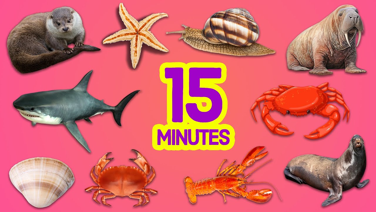 15 Minutes Sea Animals For Kids | Learn Sea Animal Names | Types of Sea ...