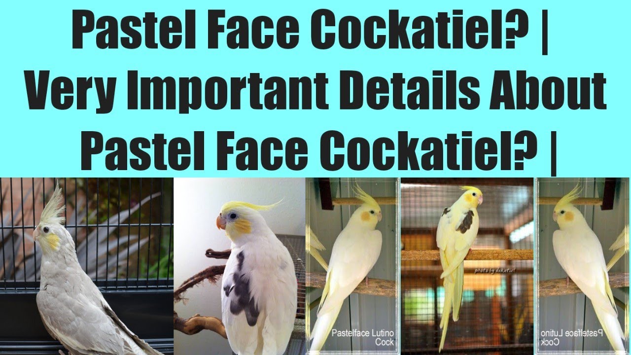 Pastel Face Cockatiel? | Very Important Details About Pastel Face ...