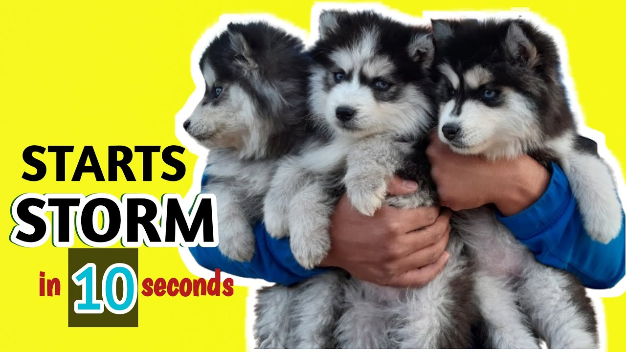 Experience the storm with Husky in 10 seconds! - YouTube