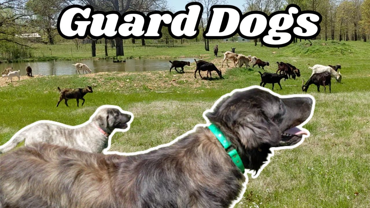 Guard Dog Puppy's First Time On The Big Pasture - You Won't Believe ...