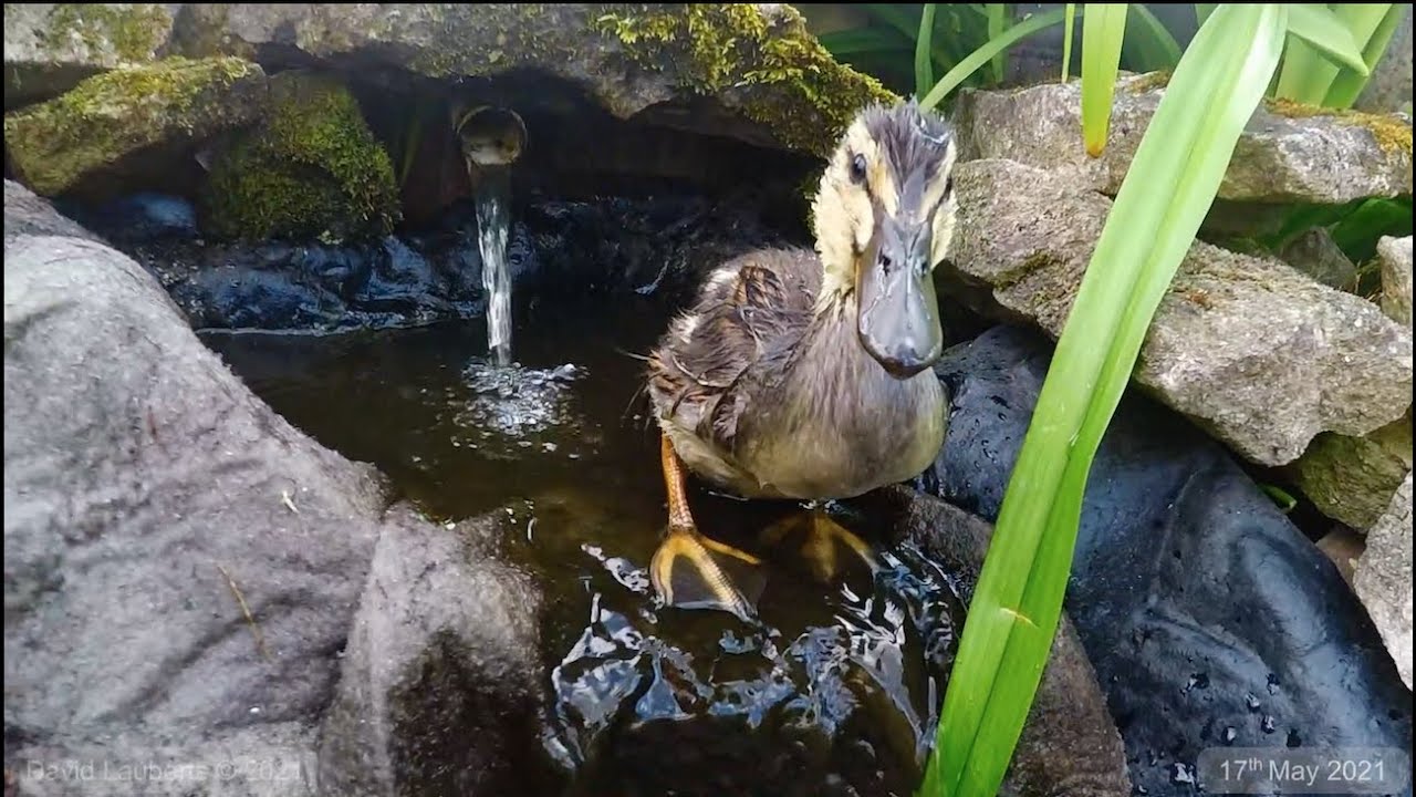 Duck in a pipe - YouTube