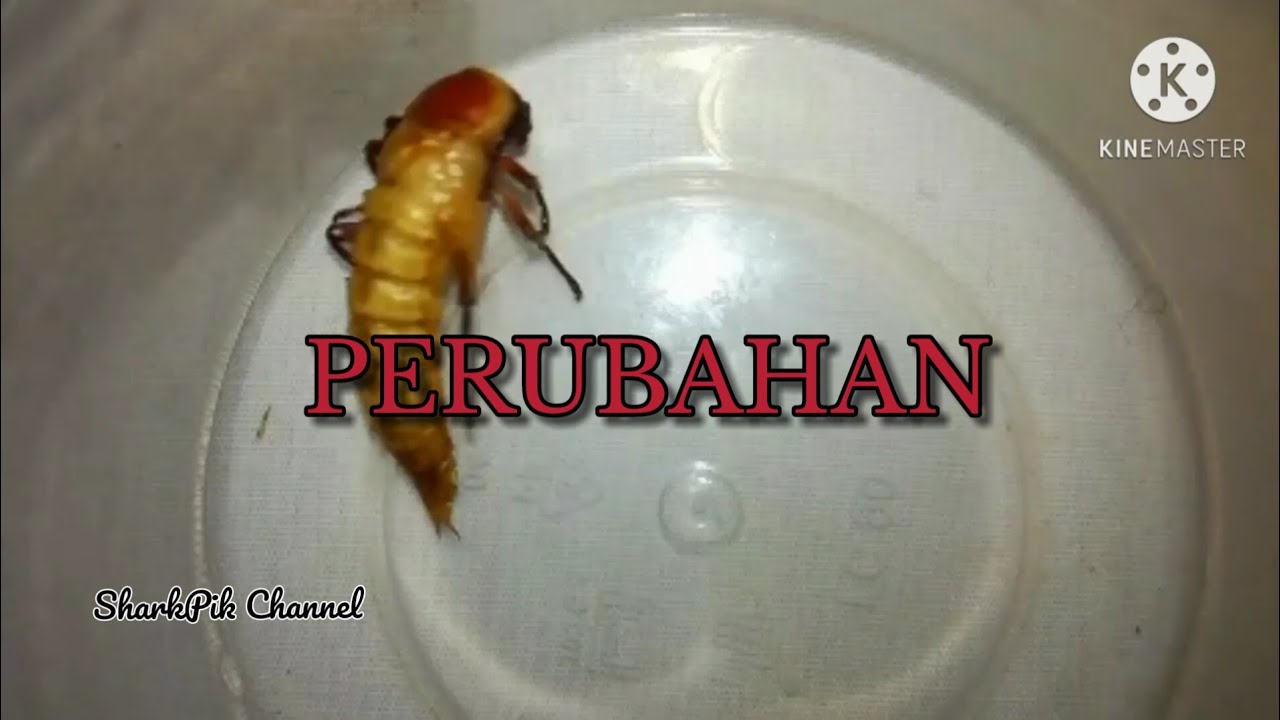 Superworm life cycle part 2...my intro project. - YouTube