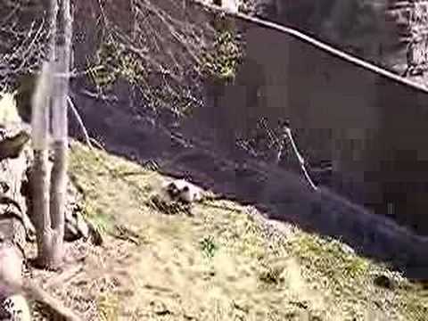 Baby Panda Falls out of tree - YouTube