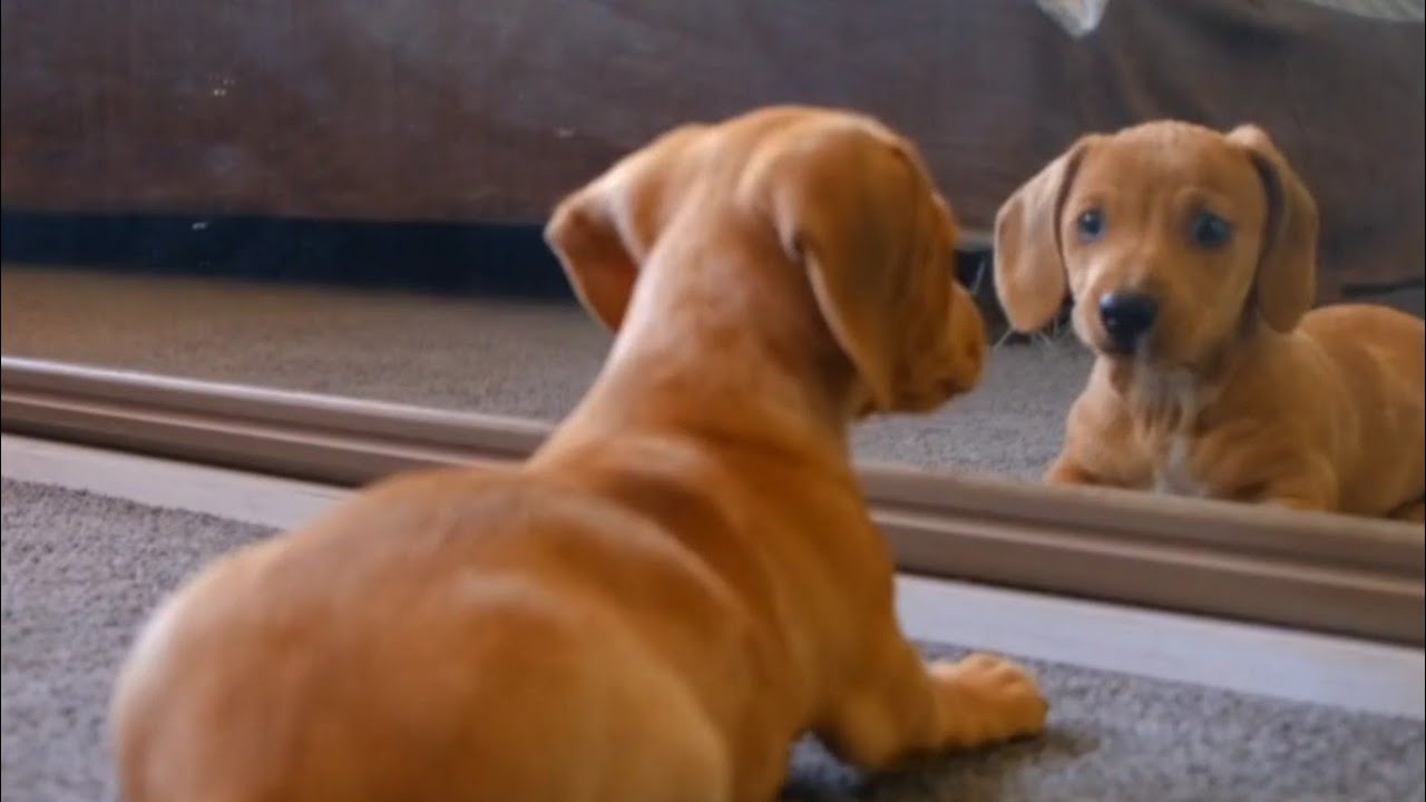 When a Dog Sees Mirror | Awww Cute dogs - YouTube