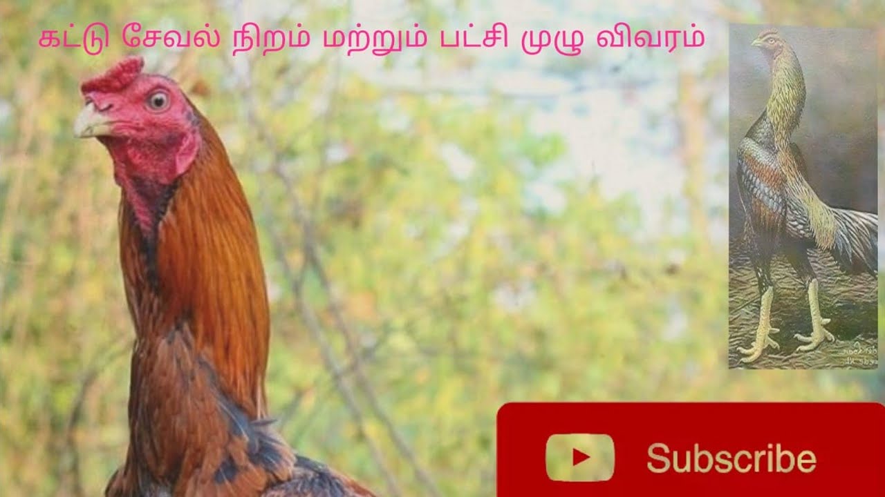 Seval Niram patchi part 2 - YouTube