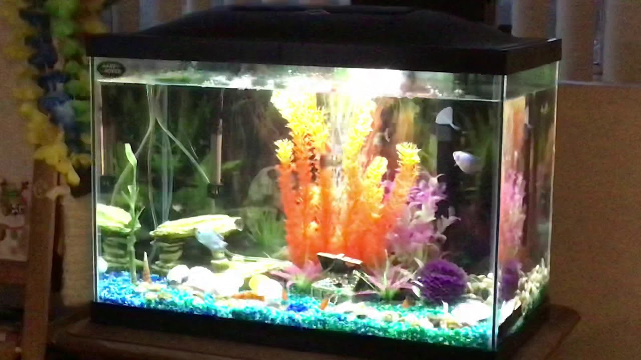 my fish moving (part 1) - YouTube