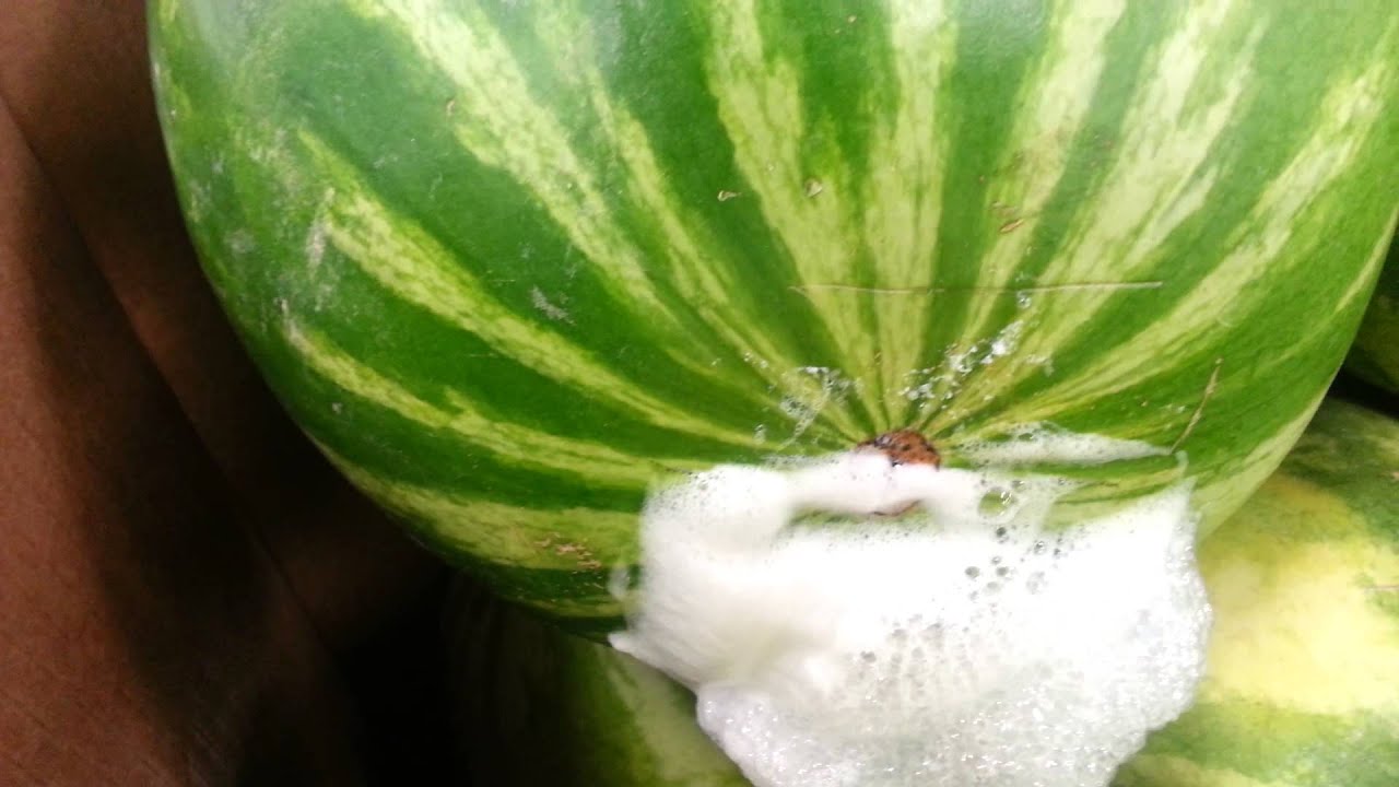 Foaming Watermelon at Sam's club - YouTube