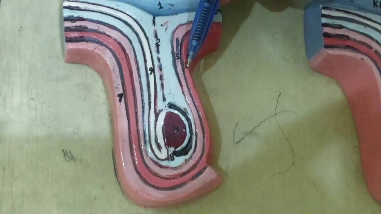 Testes Descent and Layers of Scrotum - YouTube