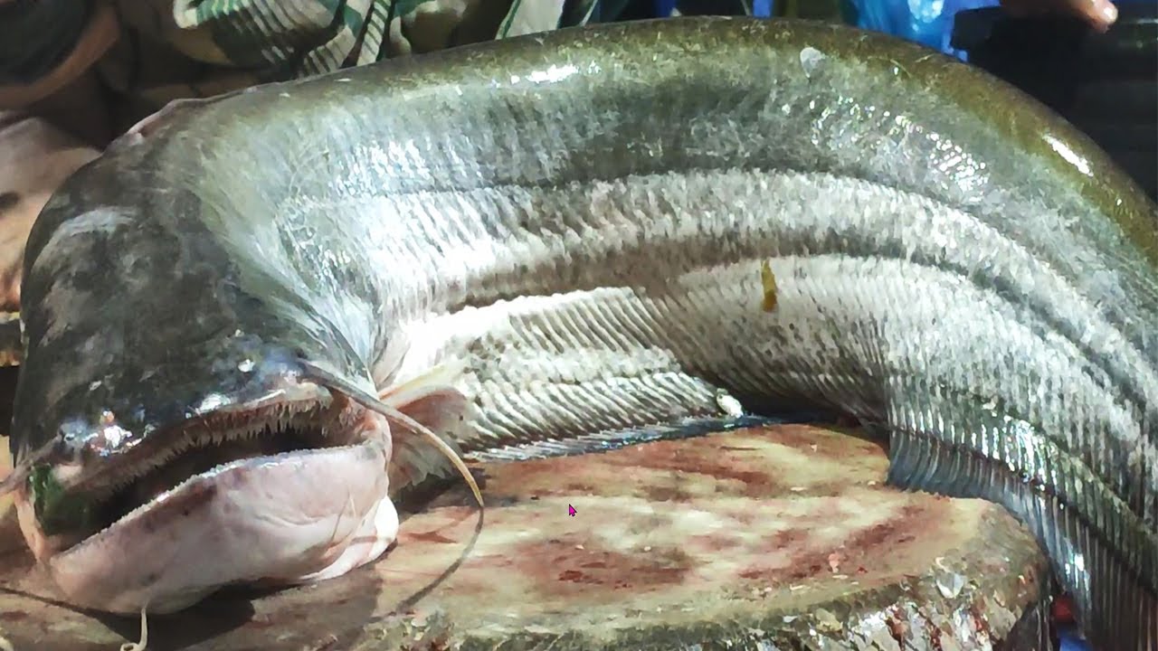 Fish Cutting Skills | Incredible Big Boal Fish Cutting Skills Live in ...