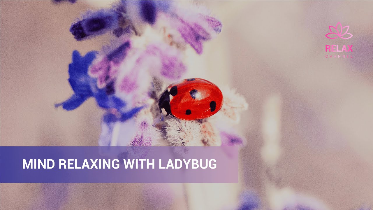 MUSIC RELAX 🎶 | 5 minutes | MIND RELAXING | WITH | LADYBUG ☀️🌈💛 - YouTube