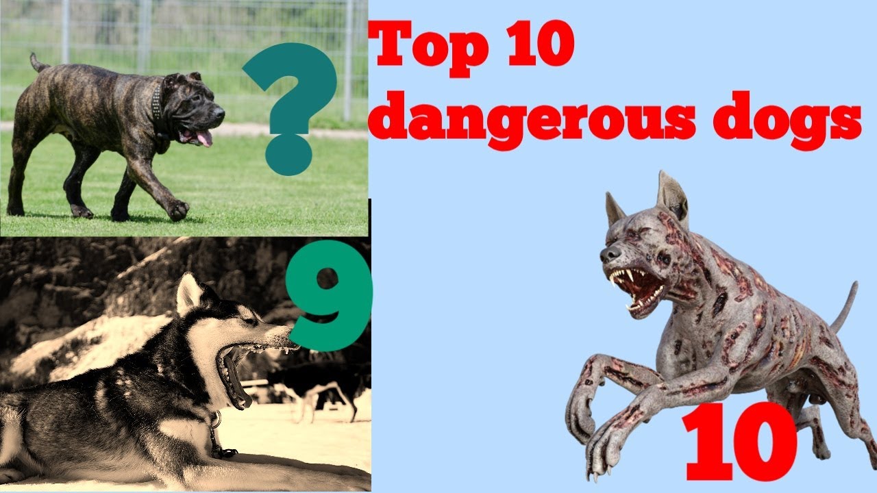 Top 10 most dangerous dogs breed \ top khatarnak kutton ki naslen\सबसे ...