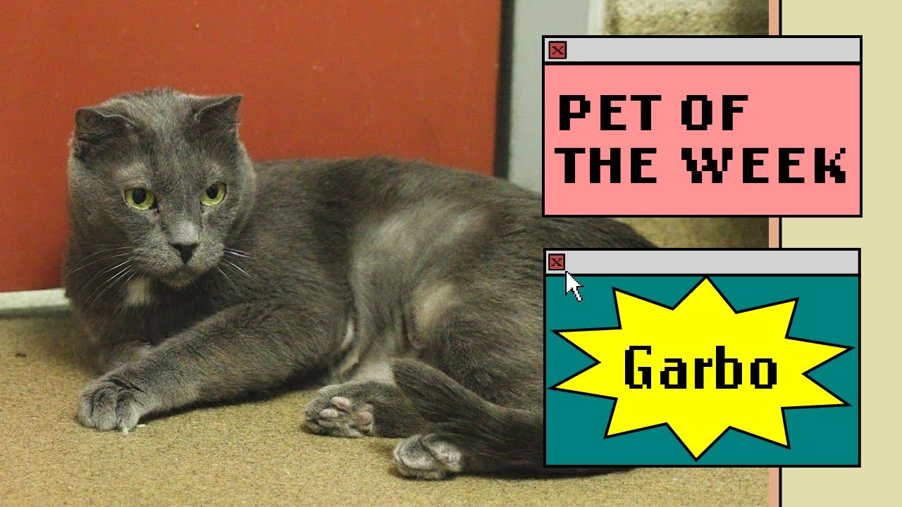 Pet of the Week - Garbo - YouTube