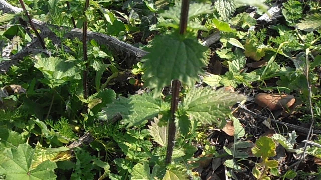 Ortiga común: Urtica urens (www.riomoros.com) - YouTube