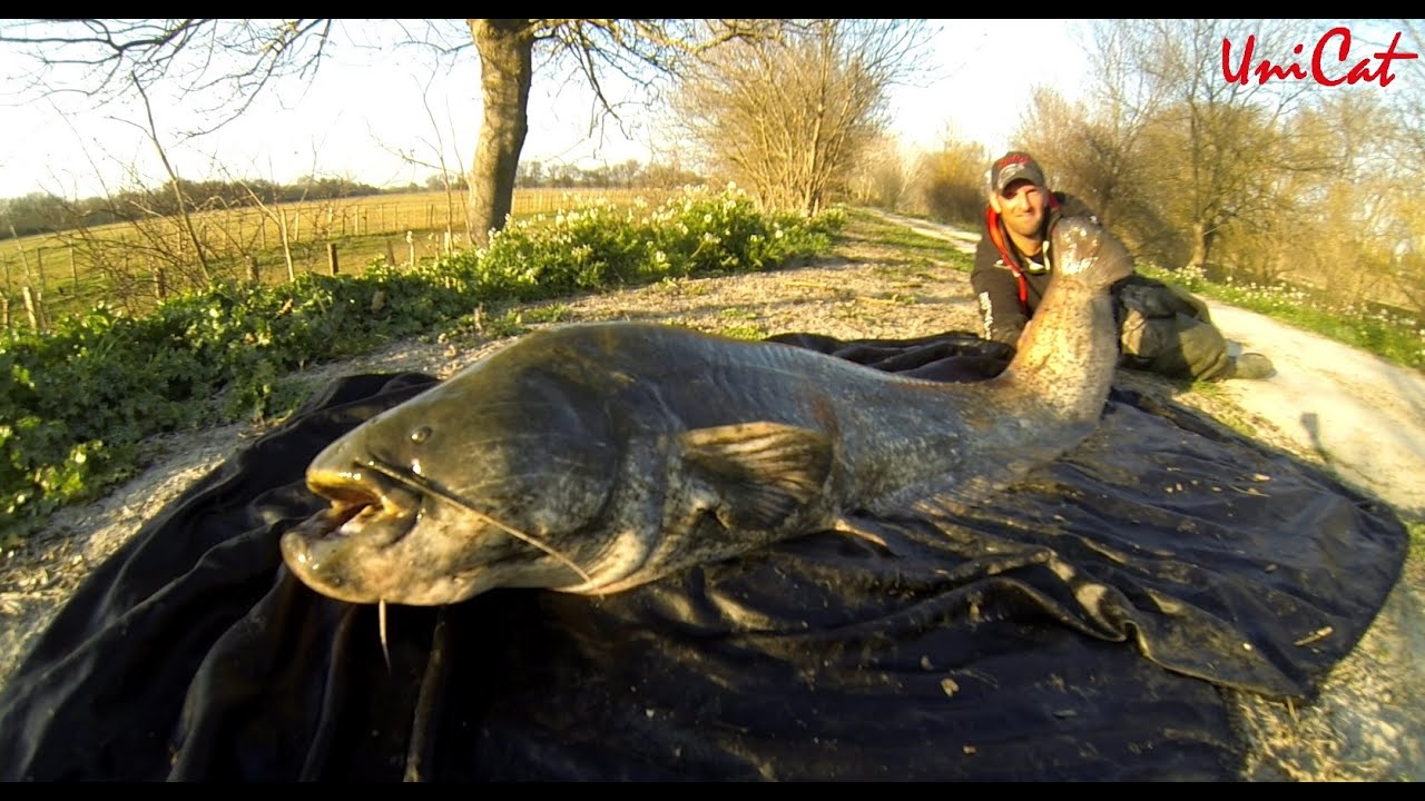 Big Catfish VS Unicat Shades Of Cat Spin 270 & V Shot 6000 - YouTube