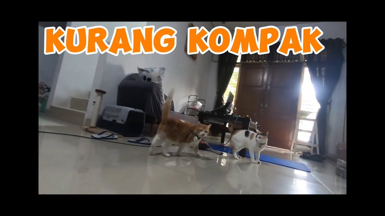 Main bertiga tapi kurang kompak // kucing kampung - YouTube