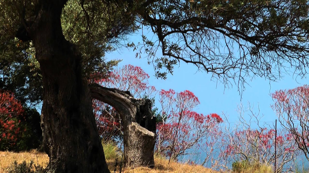 The Miramar Monastery, Mallorca, Spain - YouTube